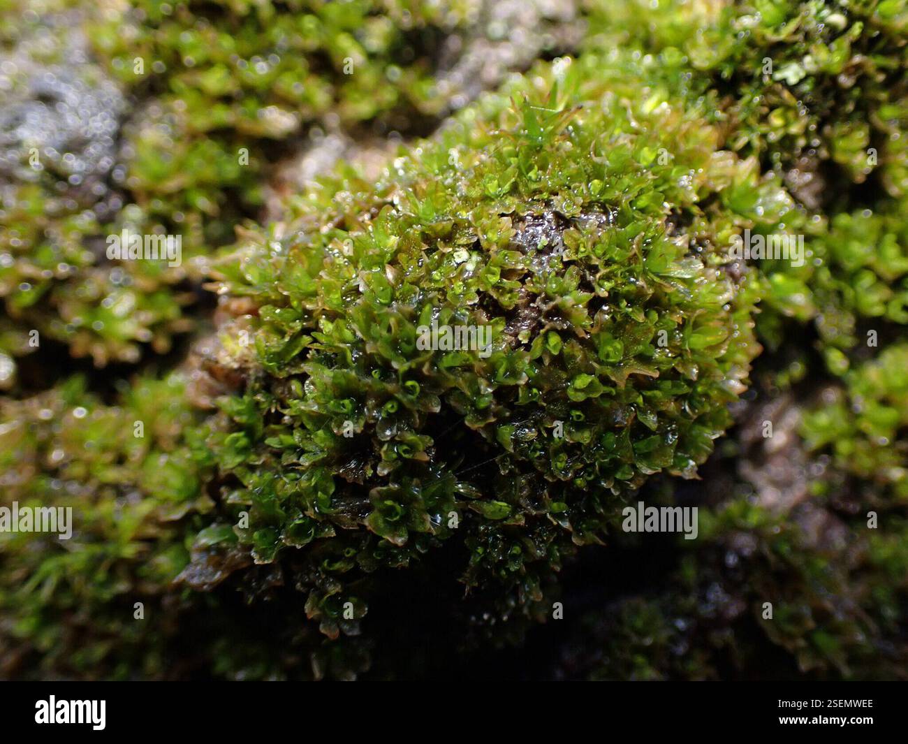 Water Screw-moss (Syntrichia latifolia), Plantae, Nanaimo, BC, Canada ...