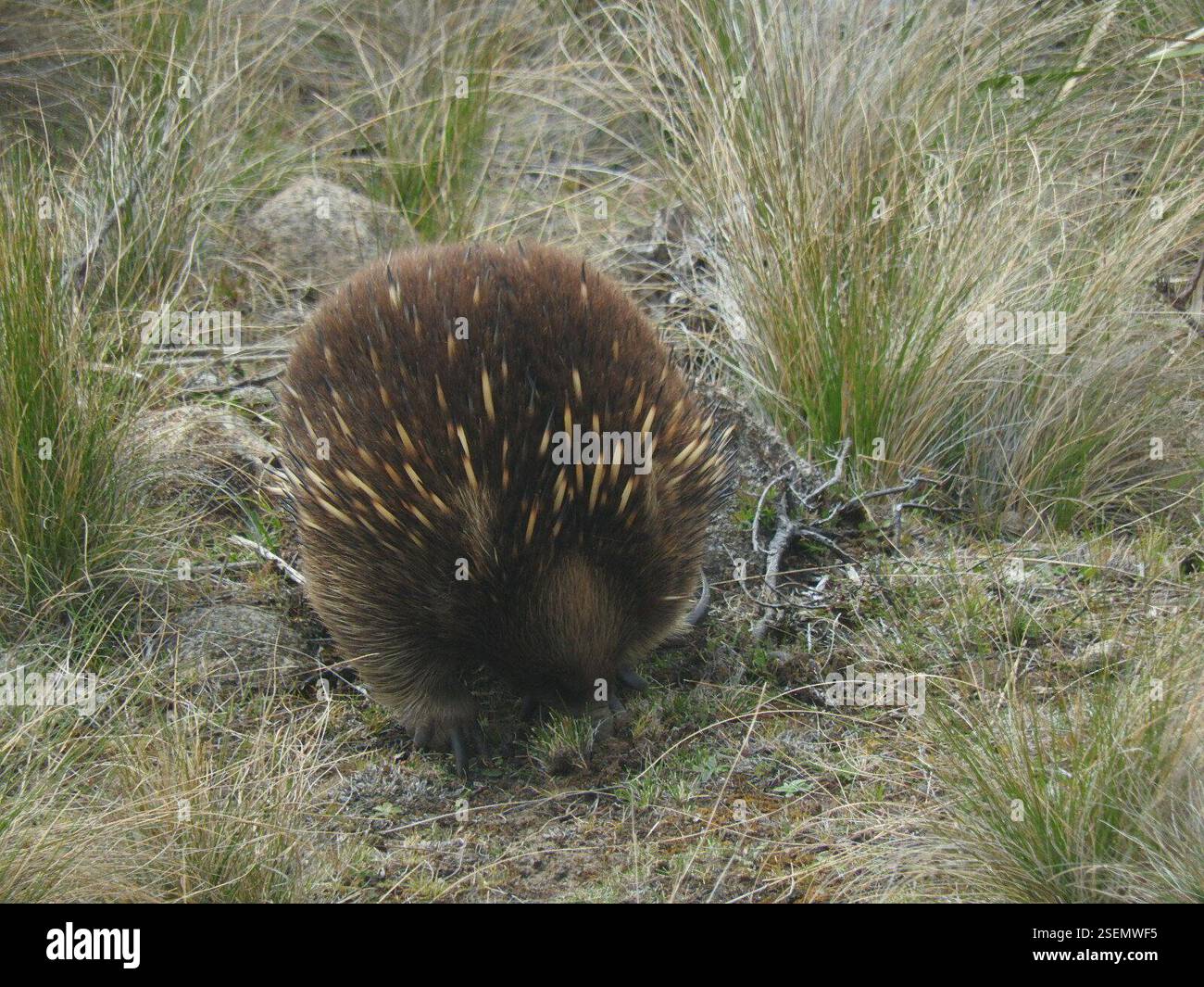 Tasmanian Echidna (Tachyglossus aculeatus setosus), Mammalia, Hobart ...