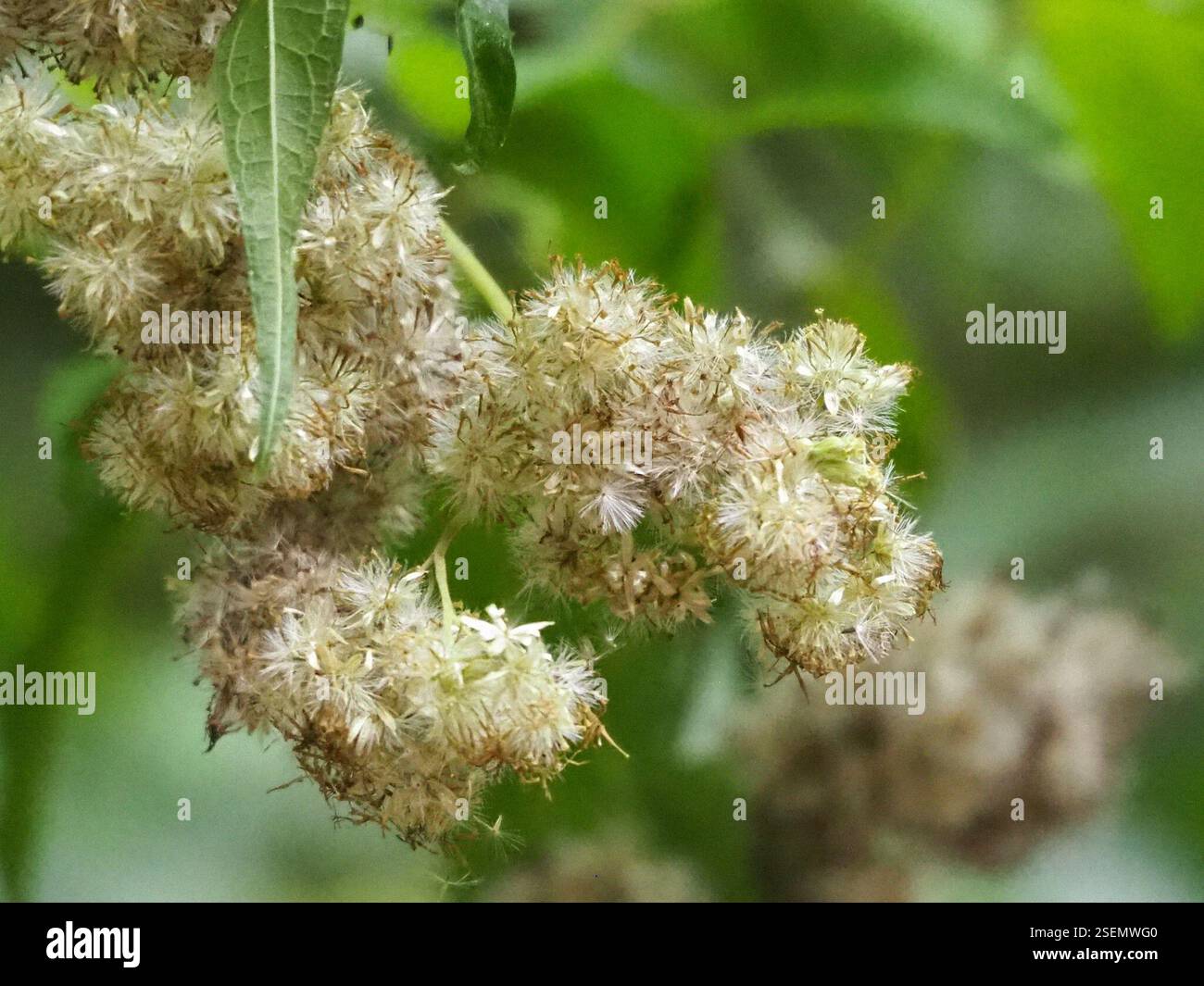 Whiteweed (Austroeupatorium inulifolium), Plantae, 台灣南投縣 Stock Photo ...