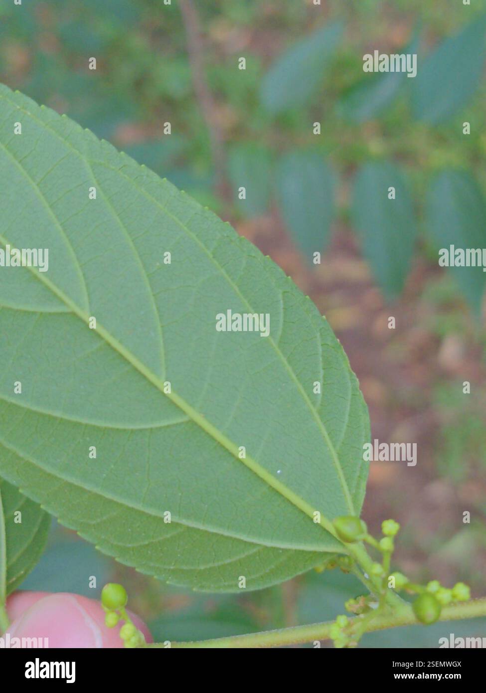 Nettle Tree (Trema tomentosum), Plantae, Burnside QLD 4560, Australia ...