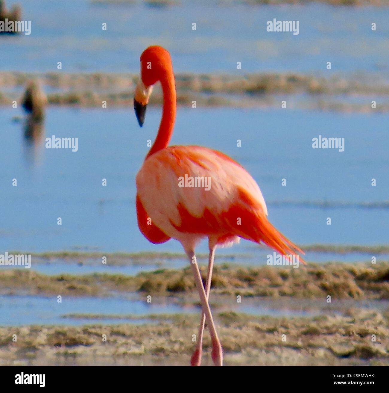 American Flamingo (Phoenicopterus ruber), Aves, Ciénaga de Zapata ...