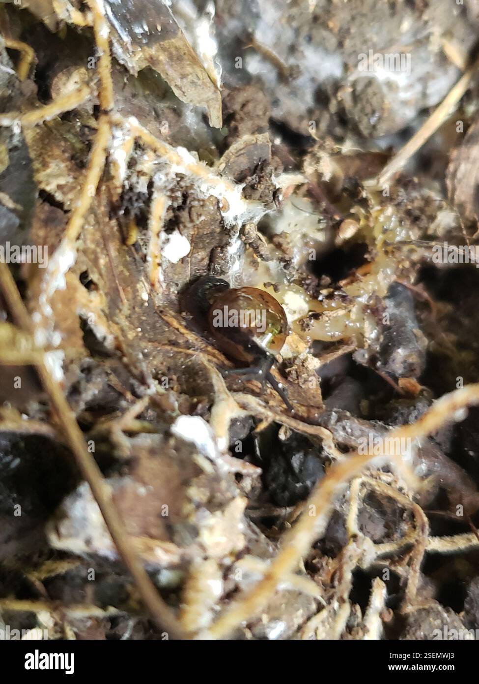 Jumping Snail (Ovachlamys fulgens), Mollusca, Manoa, Honolulu, HI, USA ...