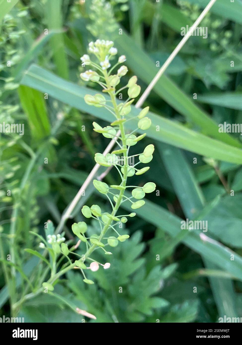 Virginia pepperweed (Lepidium virginicum), Plantae, Saint Peter, MS ...