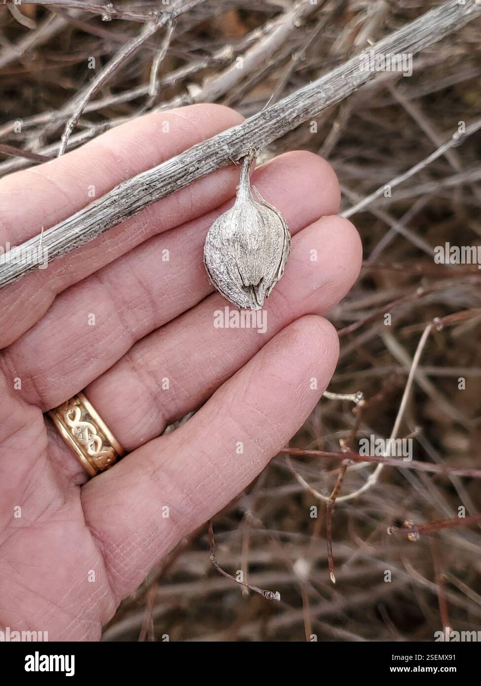 Thistle Stem Gall Fly (Urophora cardui), Insecta, Fergus, Montana ...