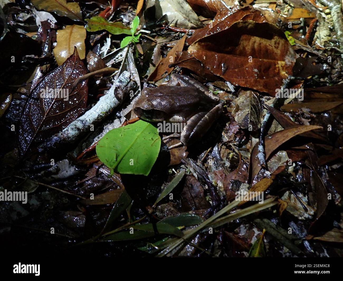 Australasian Barred Frogs (Mixophyes), Amphibia, Mount Carbine QLD 4871 ...