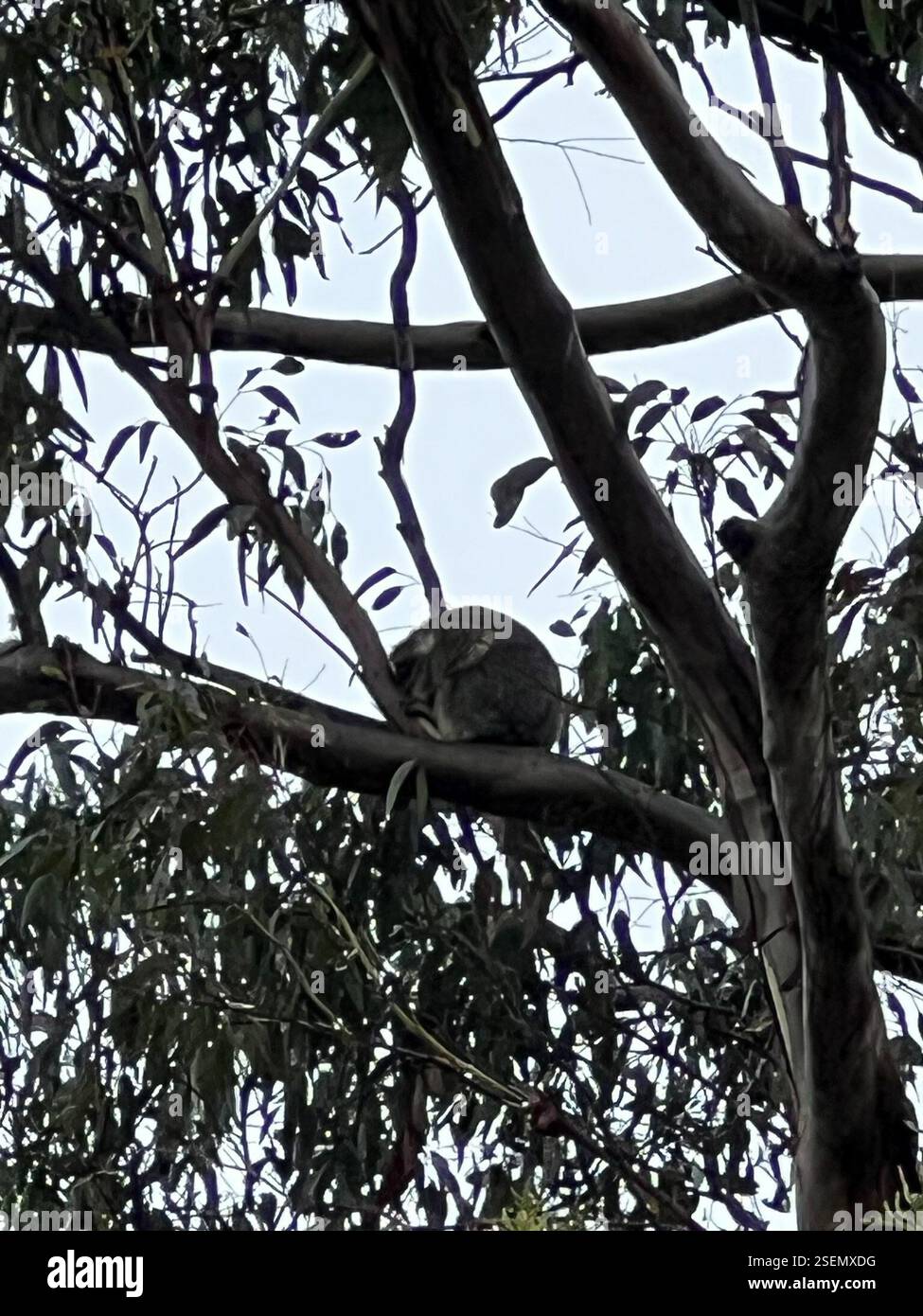 Koala (Phascolarctos cinereus), Mammalia, Mount Simpson Trl, Bucketty ...