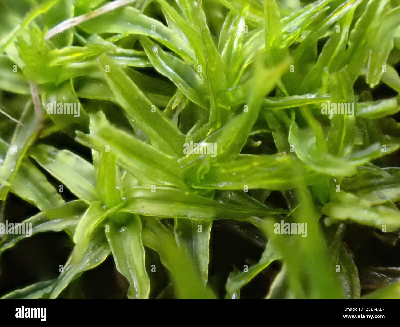 Wavy Beard-moss (Husnotiella sinuosa), Plantae, Nationaal Park De ...