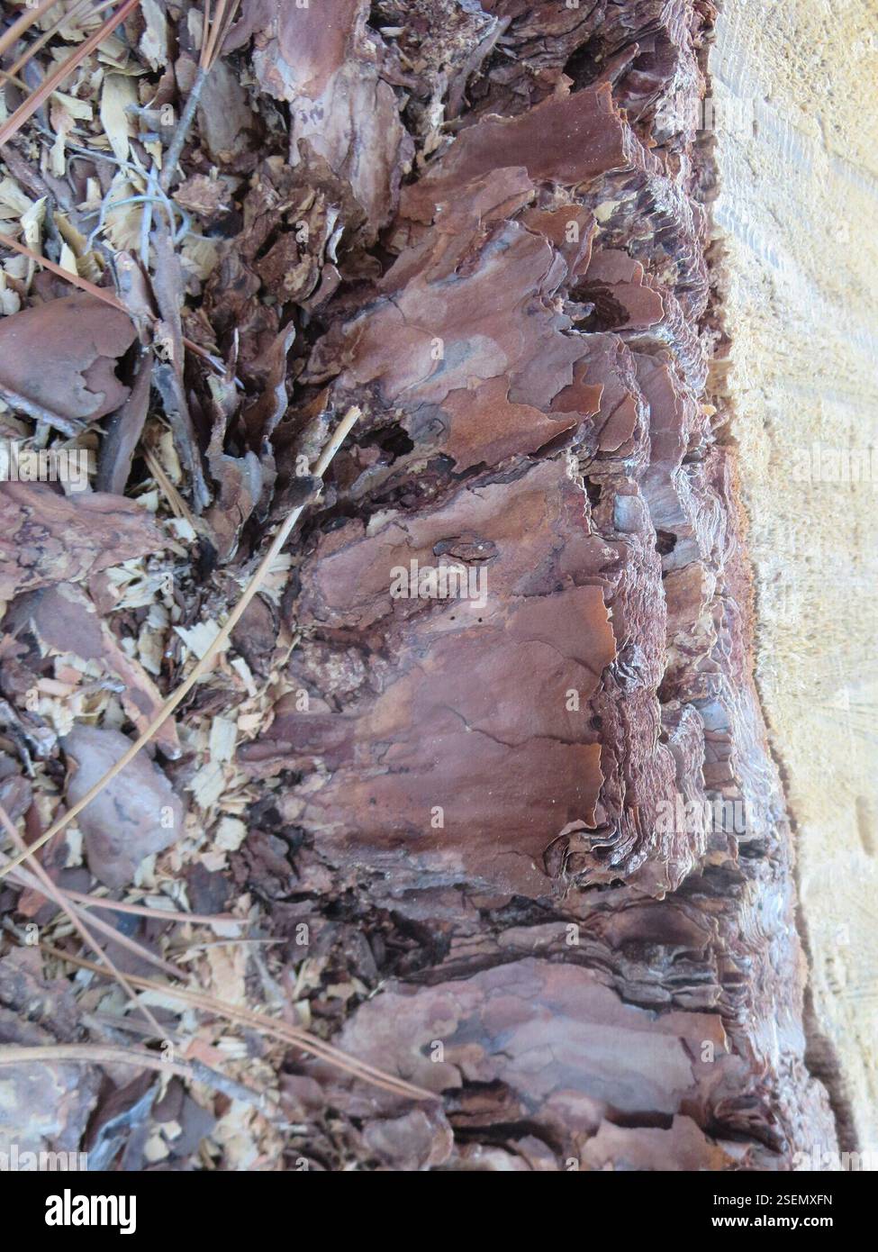 loblolly pine (Pinus taeda), Plantae, Windsor Forest, Savannah, GA, USA ...