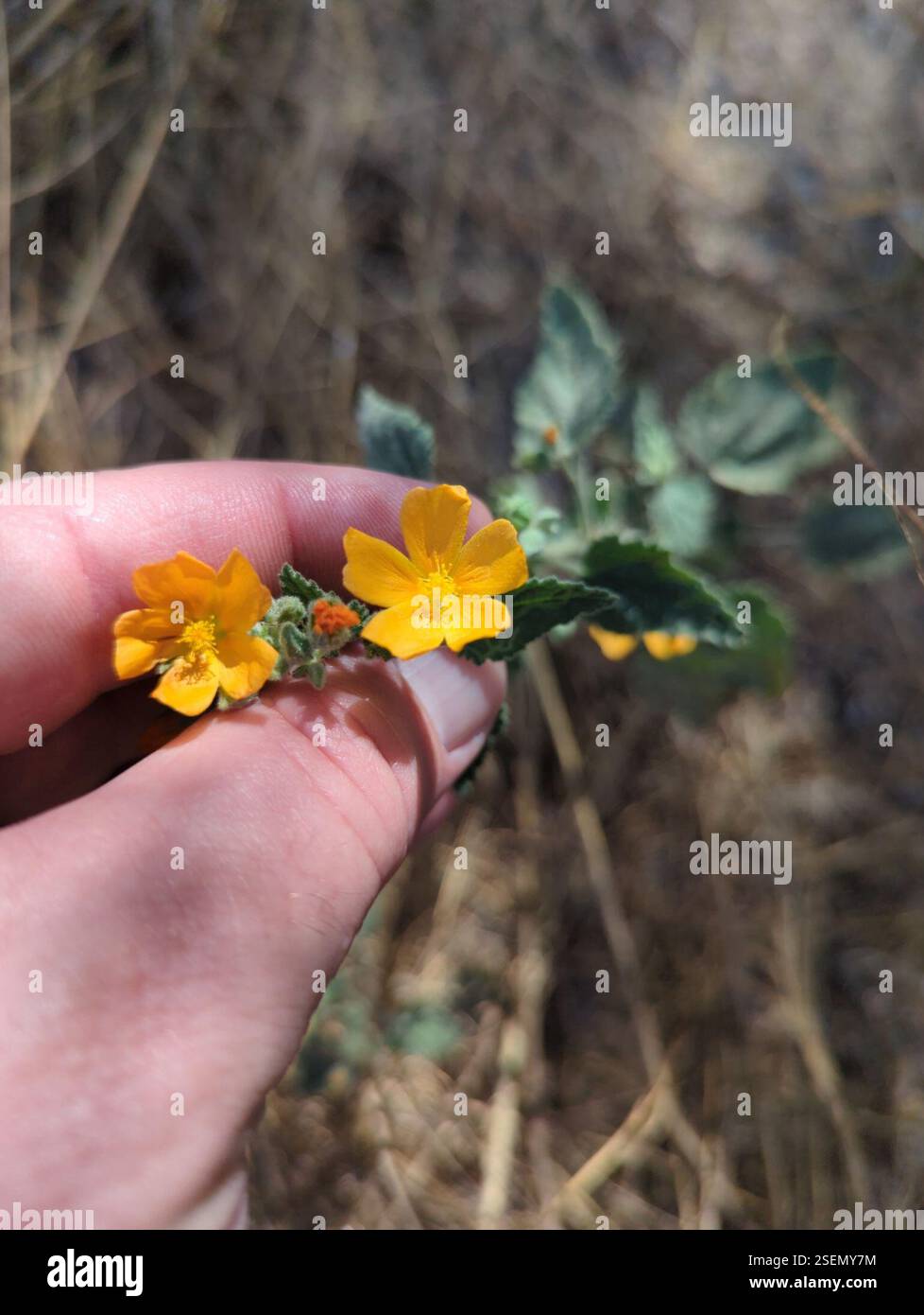 Mallow and Hibiscus Family (Malvaceae), Plantae, La Paz, BCS, Mexico ...