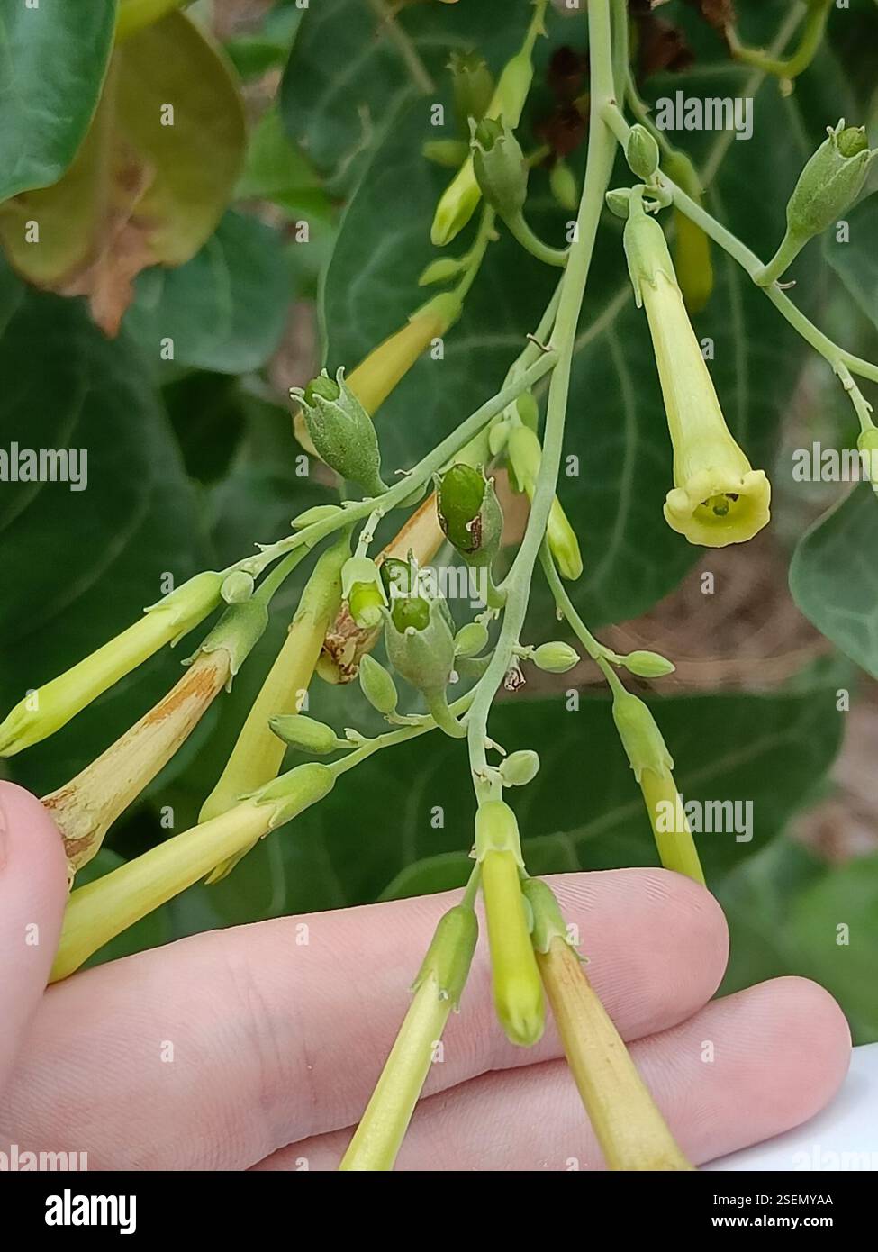 ornamental tobacco (Nicotiana paniculata), Plantae, 08655, Peru Stock ...
