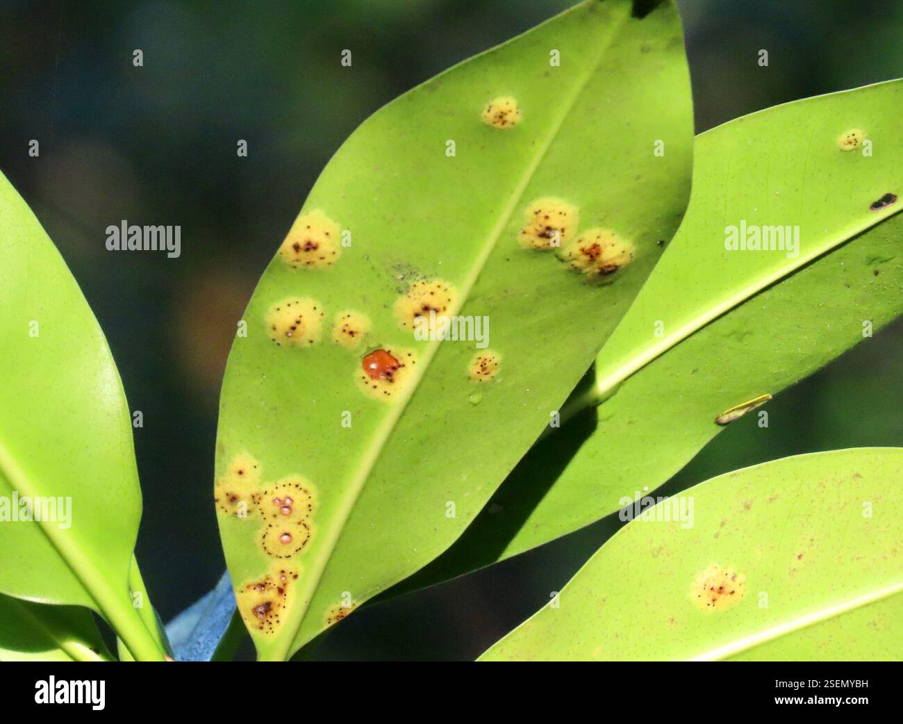 Sea Grape Gall Midge (Ctenodactylomyia watsoni), Insecta, Ciénaga de ...