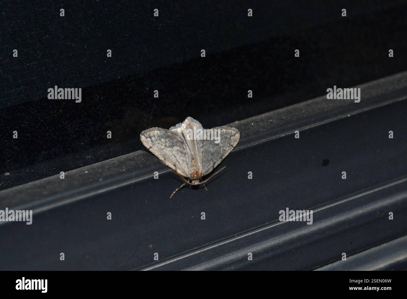 Spring Cankerworm Moth (Paleacrita vernata), Insecta, Austin, TX, USA ...