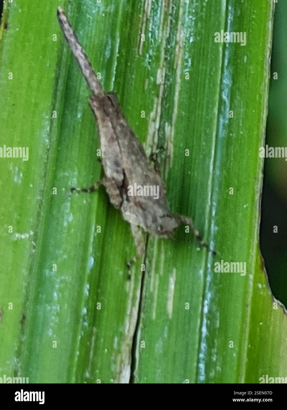 Pygmy Grasshoppers (Tetrigidae), Insecta, Kwakoegron, Suriname Stock ...