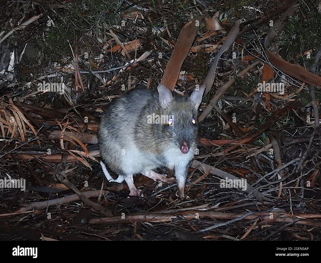 Eastern Barred Bandicoot (Perameles gunnii), Mammalia, Hobart TAS ...
