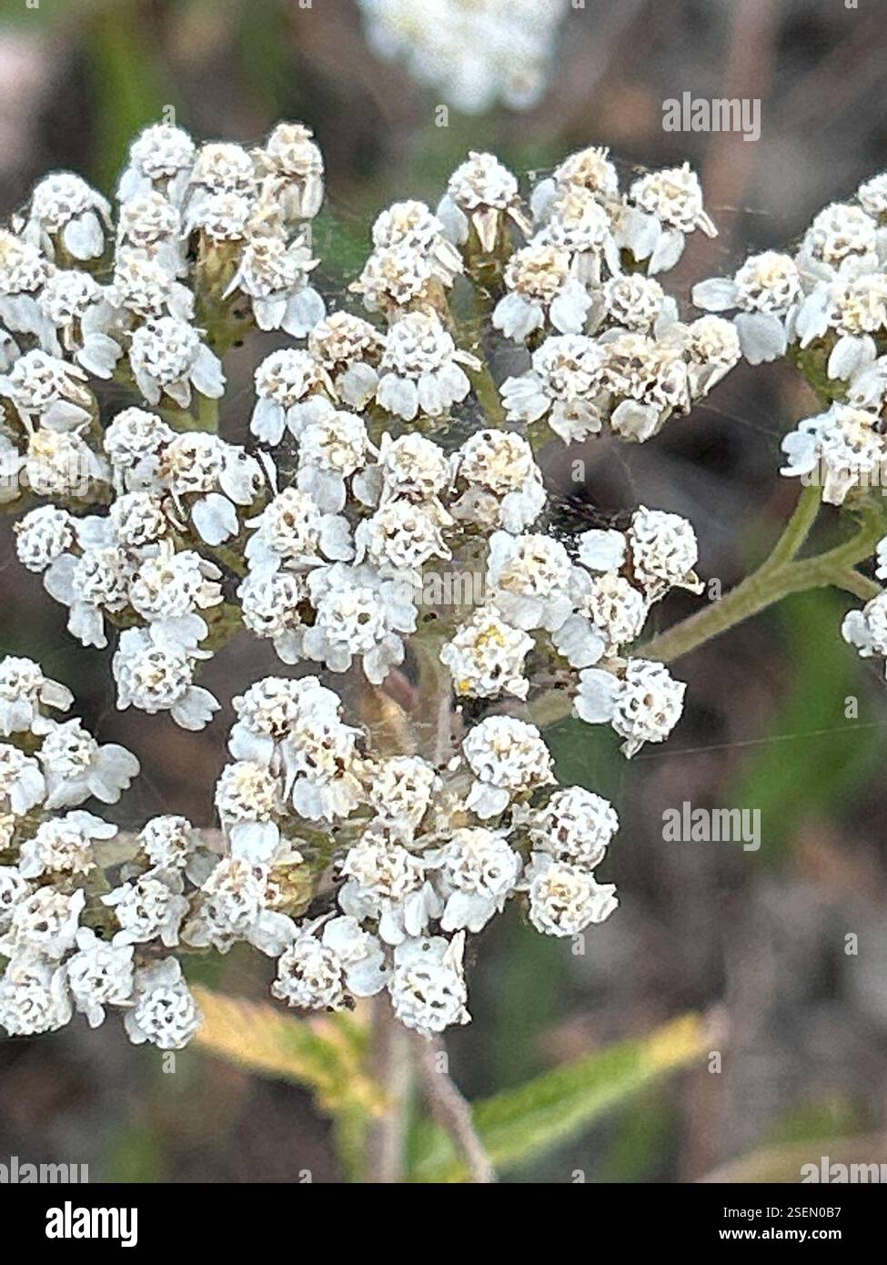common yarrow (Achillea millefolium), Plantae, Te Waipounamu/South ...