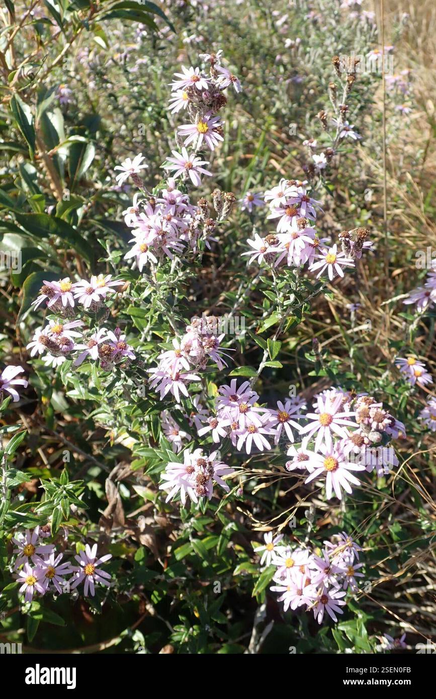 Bushman Tea (Athrixia phylicoides), Plantae, Stentor 2, Ehlanzeni ...