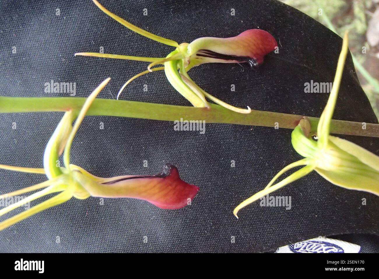 Large Tongue Orchid (Cryptostylis subulata), Plantae, 62 Railway Parade ...