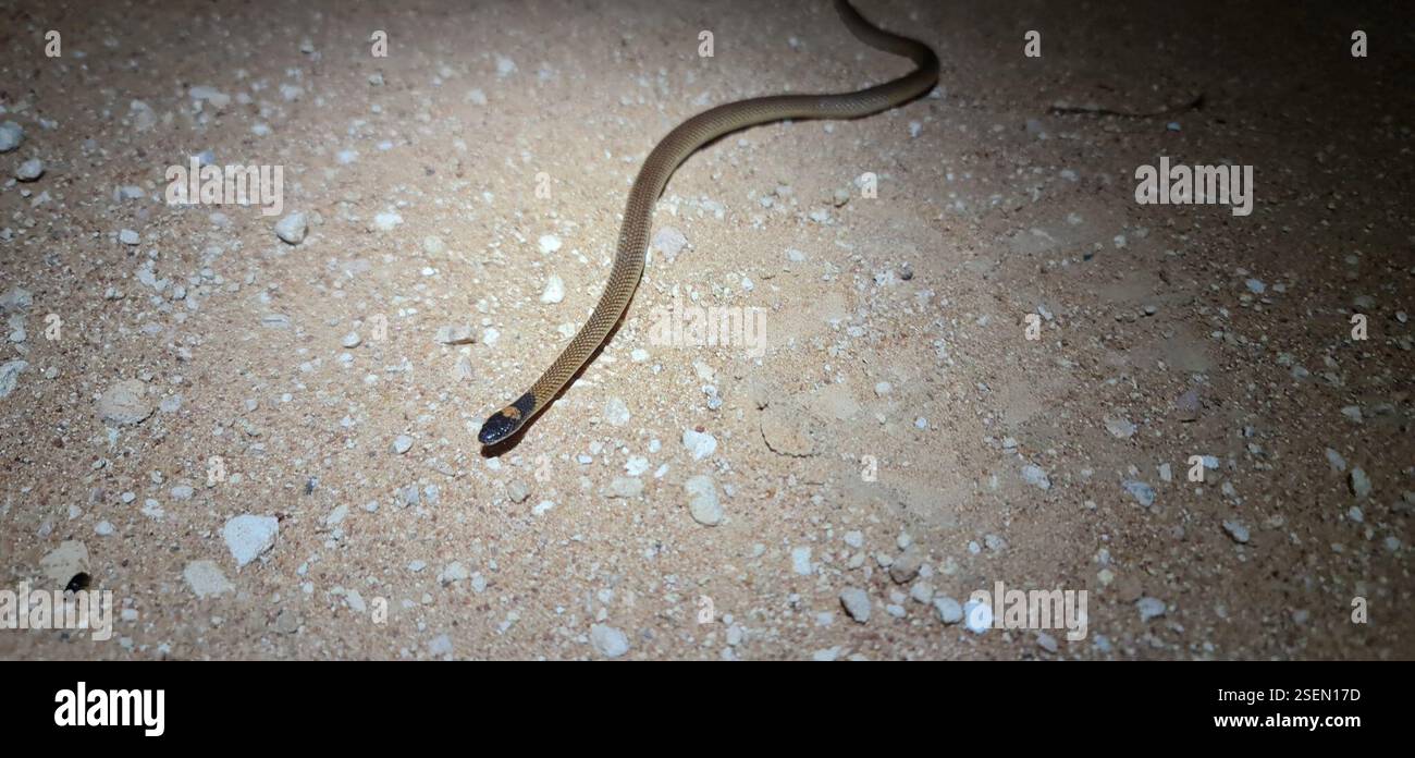 Furina diadema hi-res stock photography and images - Alamy