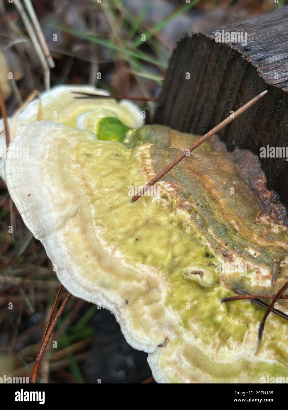 Gilled Polypore (Trametes betulina), Fungi, North Coast, Cambria, CA ...