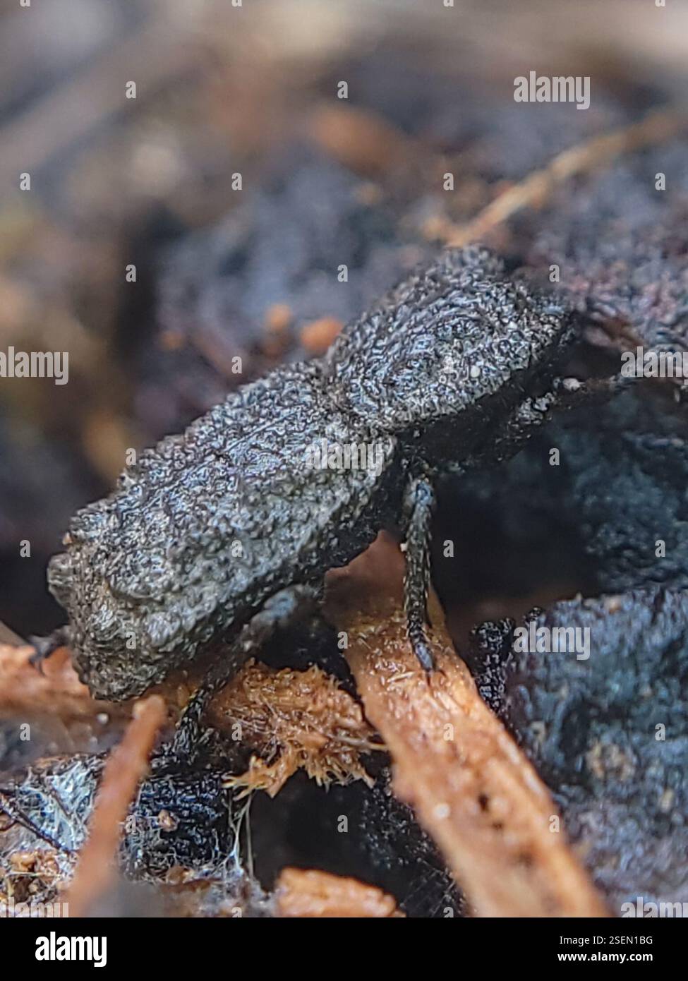 Wrinkled Ironclad Beetle (Phloeodes plicatus), Insecta, Los Gatos, CA ...
