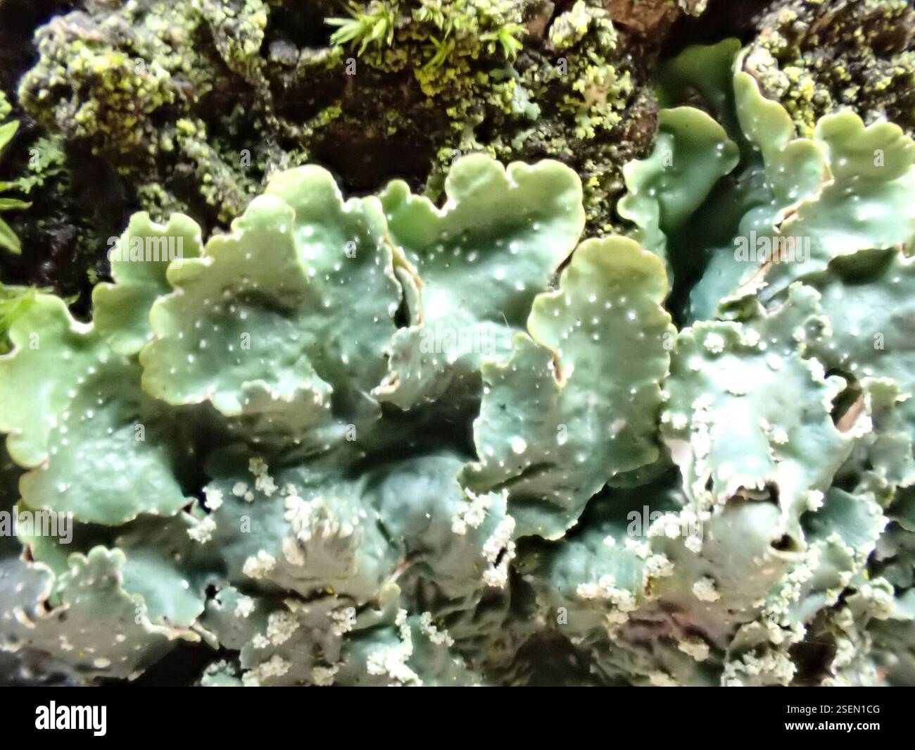 Powdered Speckled Shield Lichen (Punctelia subrudecta), Fungi, Graaf ...