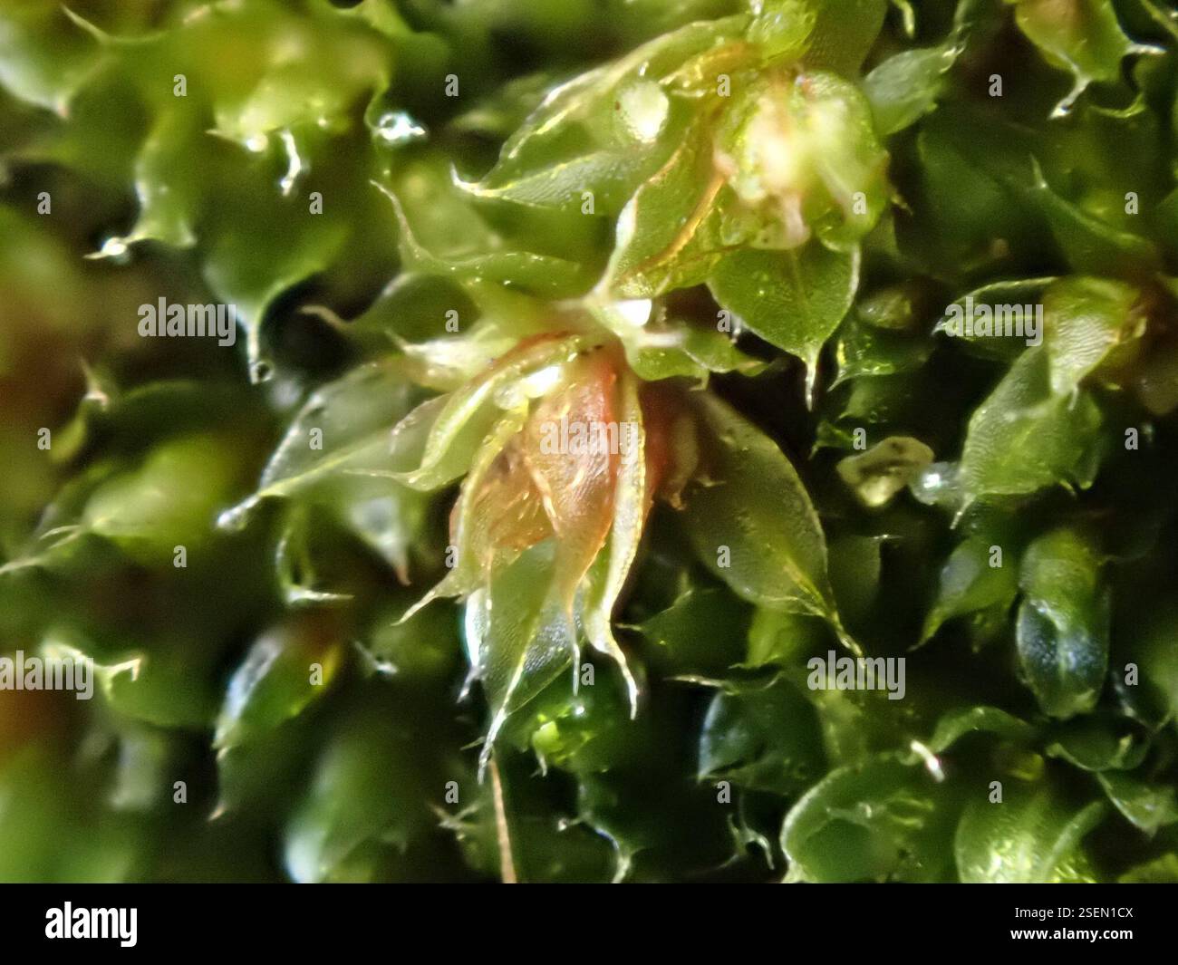Capillary Thread-moss (Ptychostomum capillare), Plantae, Voorne-putten ...
