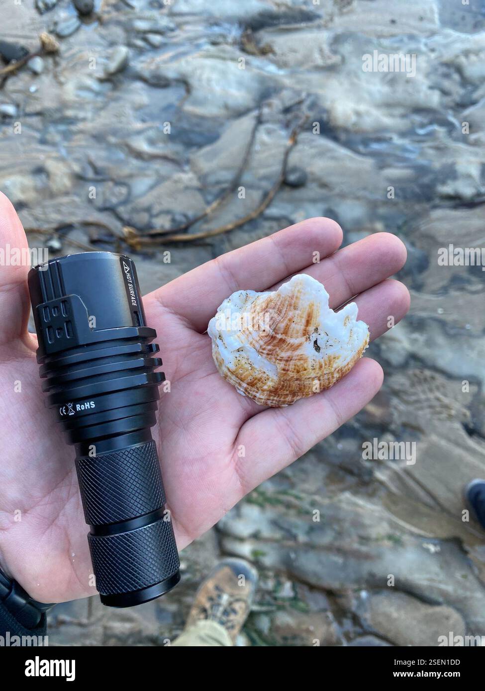 Giant Rock Scallop (Crassadoma gigantea), Mollusca, Younger Lagoon ...