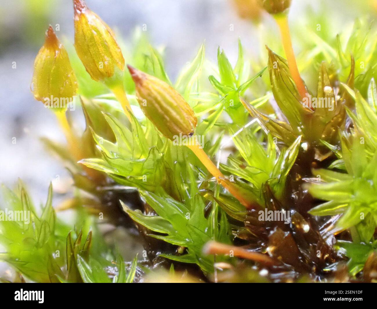 Anomalous Bristle-moss (Orthotrichum anomalum), Plantae, Graaf 561 ...