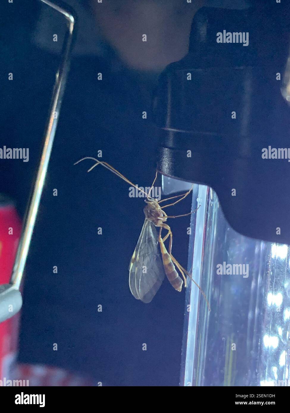 Short-tailed Ichneumonid Wasps (Ophioninae), Insecta, Bradley, CA, US ...