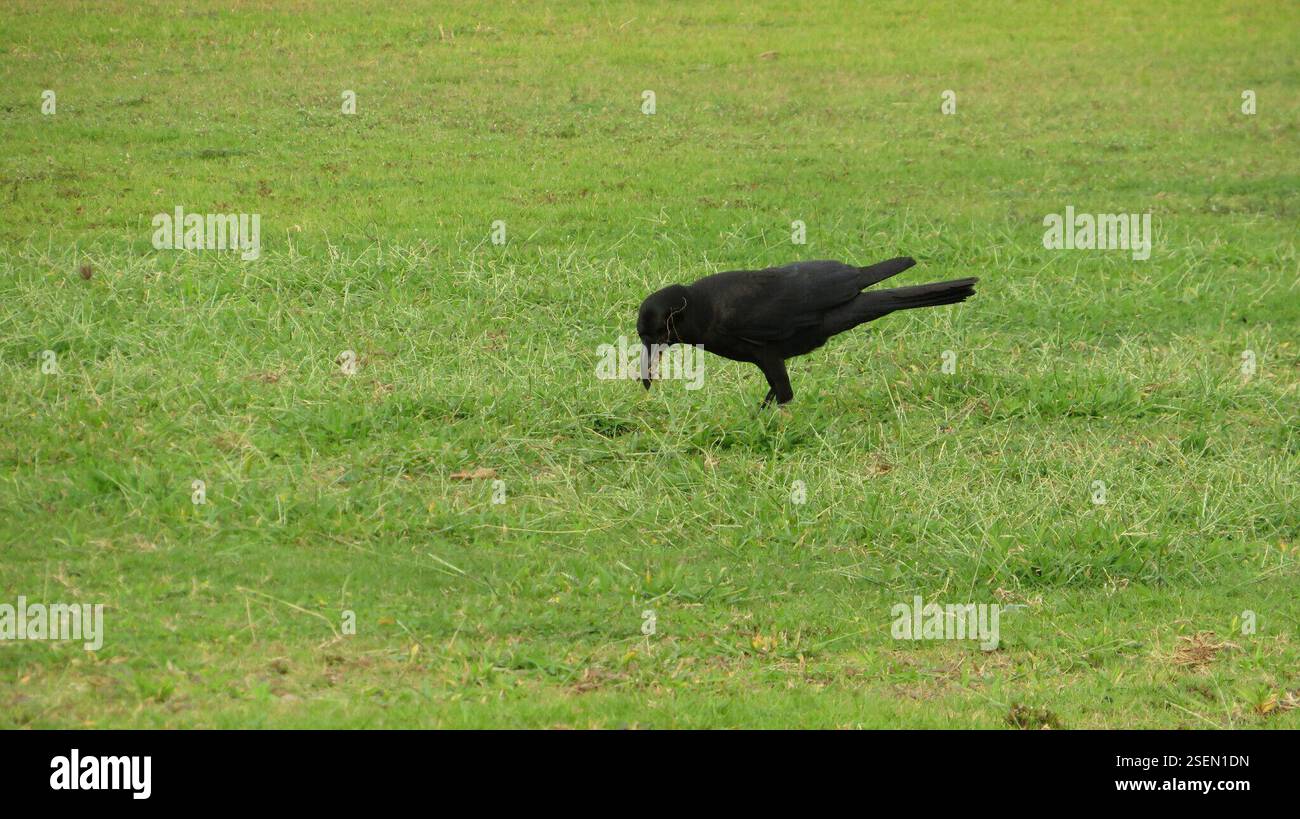 Eastern Jungle Crow (Corvus macrorhynchos levaillantii), Aves, Бангкок ...