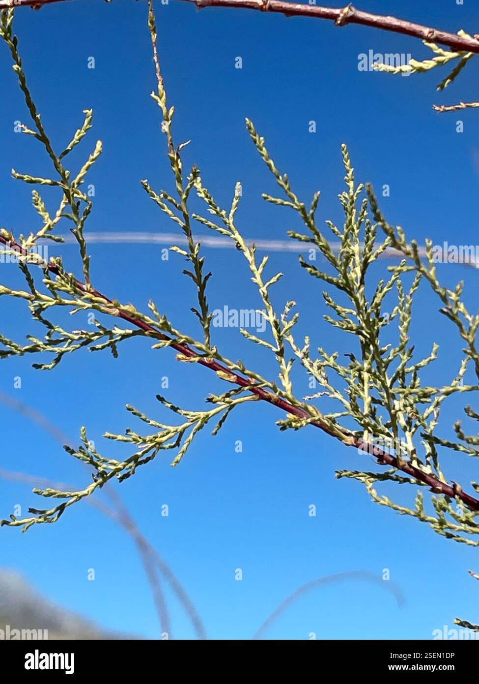 saltcedar (Tamarix ramosissima), Plantae, Santa Rosa and San Jacinto ...