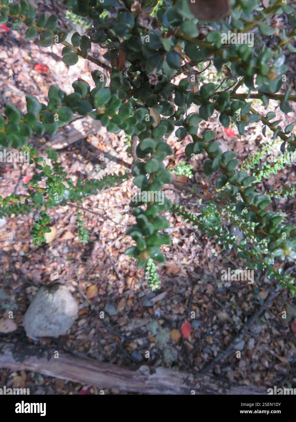 (Olearia nummulariifolia), Plantae, Manapouri 9679, New Zealand Stock ...