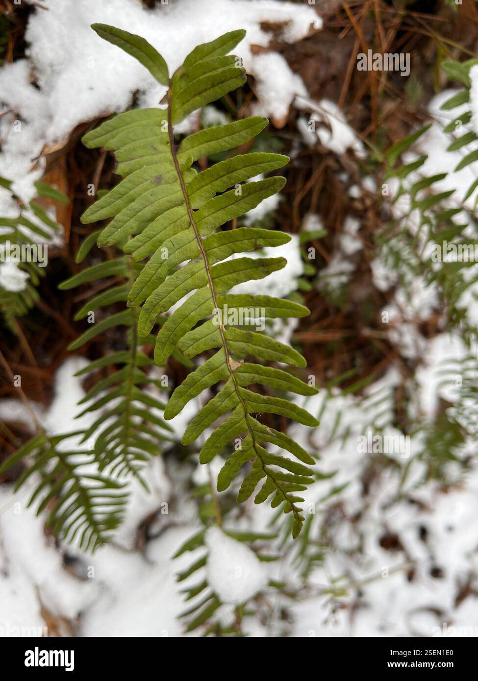 rock polypody (Polypodium virginianum), Plantae, Cumberland Mountain ...