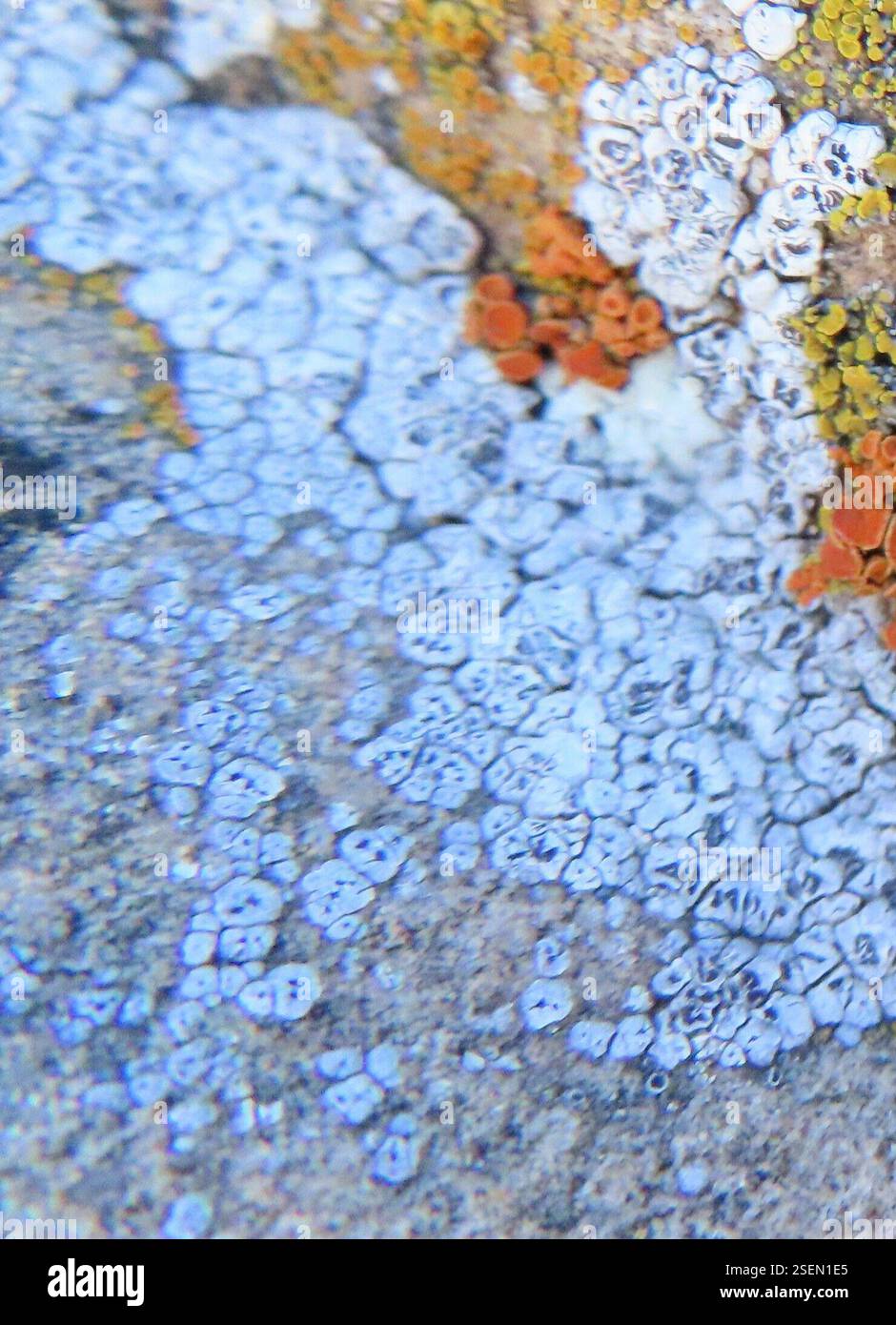 common lichens (Lecanoromycetes), Fungi, Wind Cave National Park ...