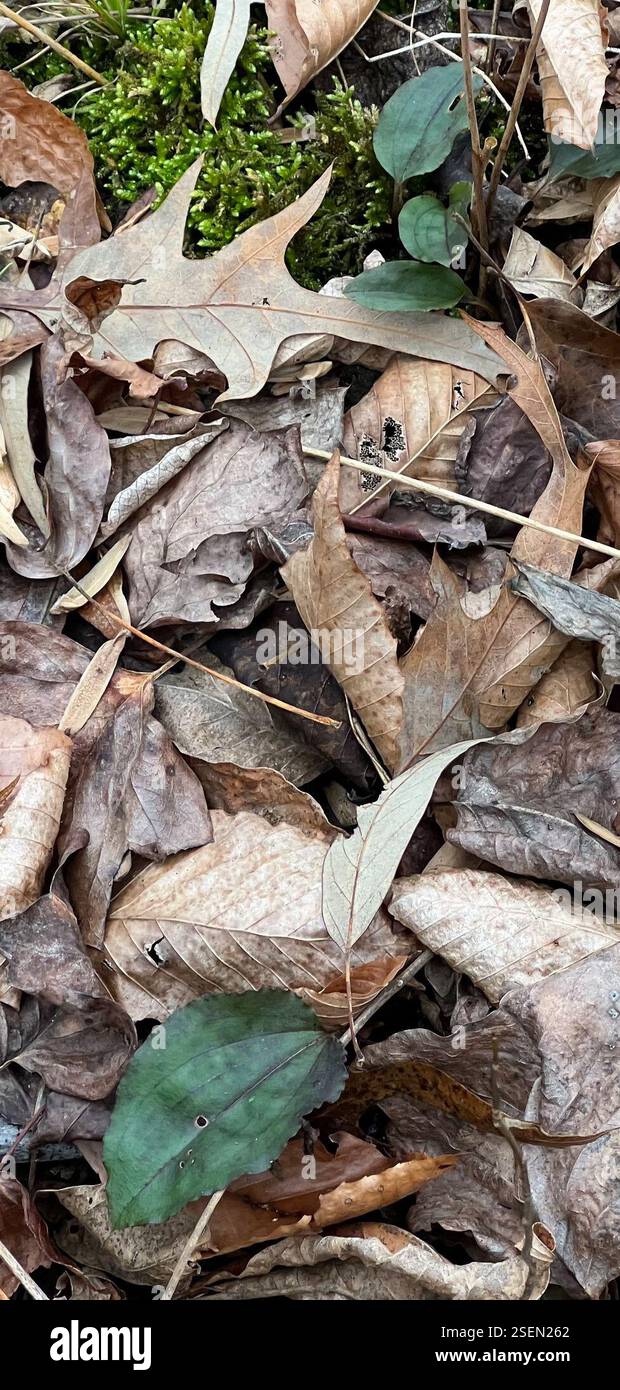 crane-fly orchid (Tipularia discolor), Plantae, Quiet Waters Park ...