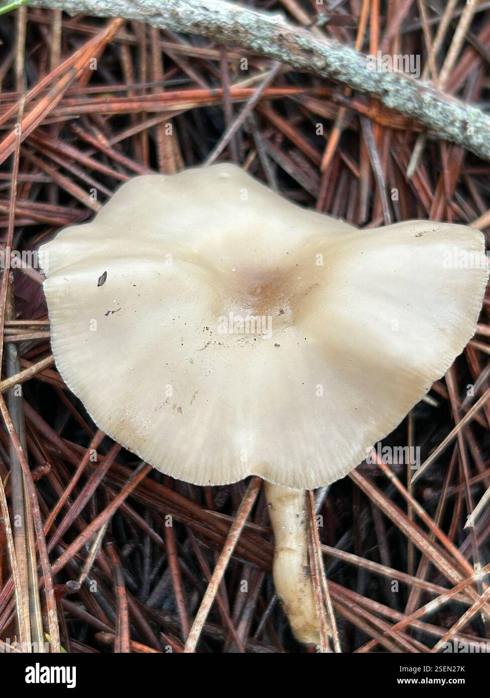 Fragrant Funnel (Clitocybe fragrans), Fungi, Friends of the Fiscalini ...