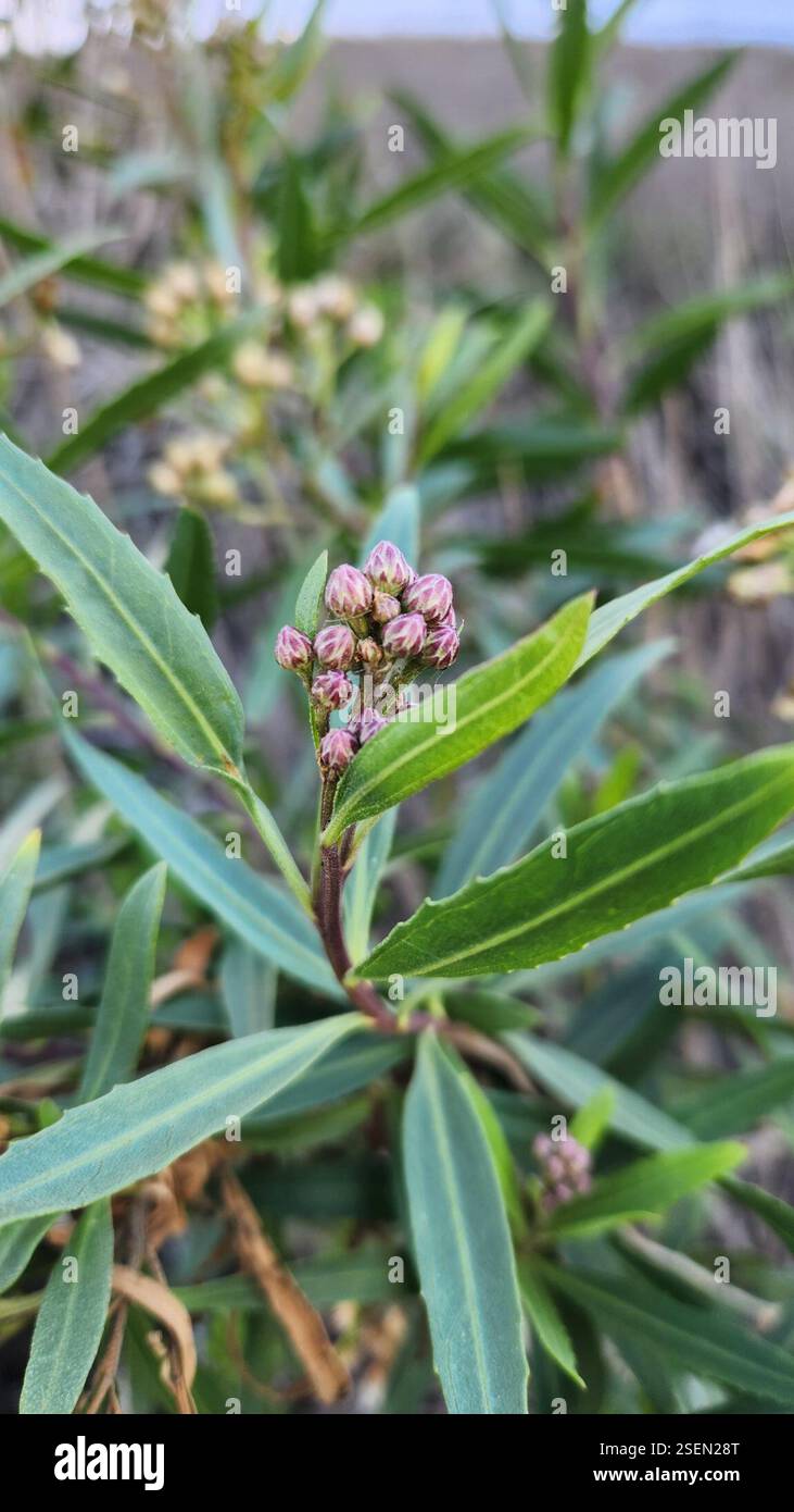 mule fat (Baccharis salicifolia), Plantae, MONARCH BAY, CA 92629, USA ...
