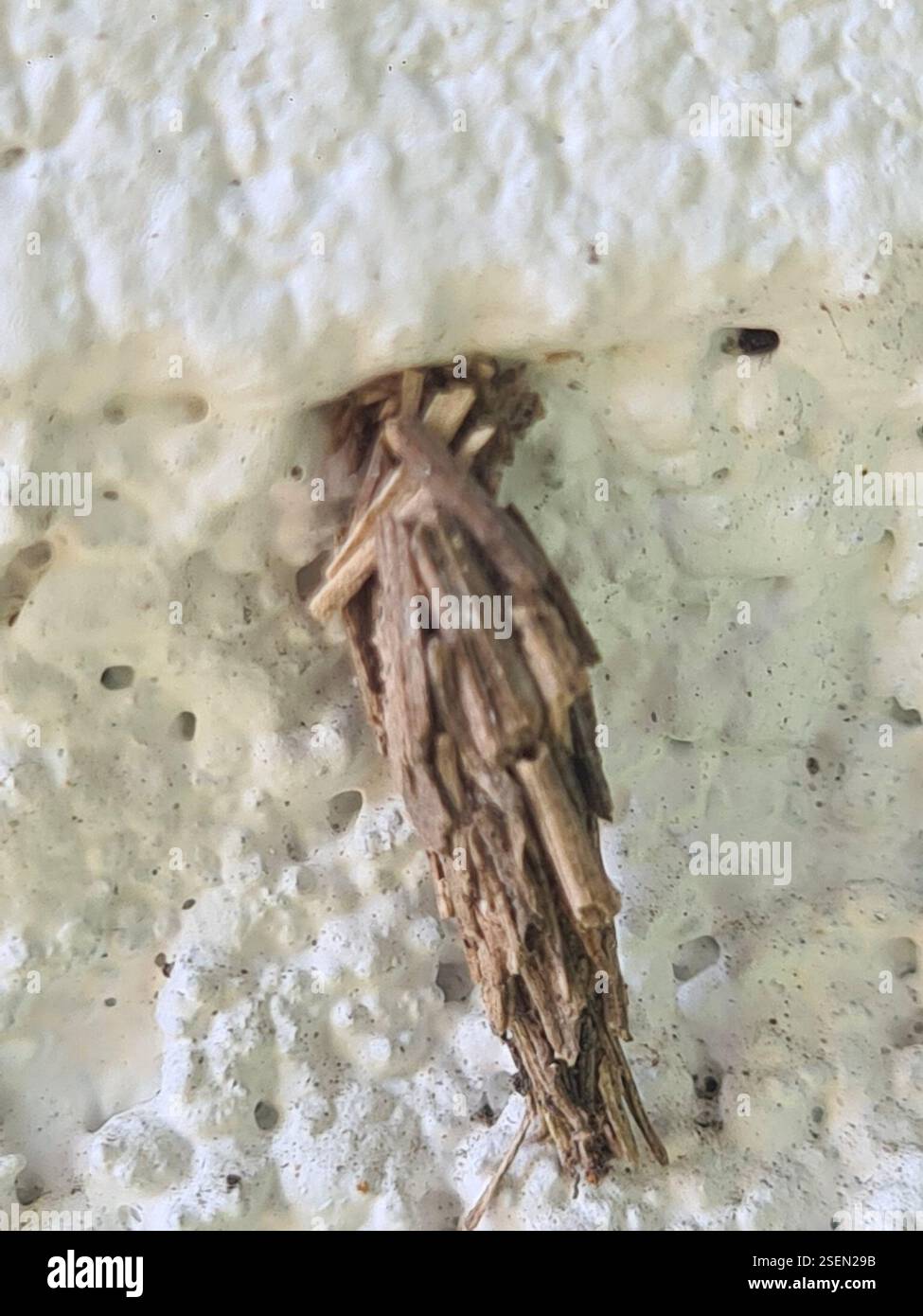 Bagworm Moths (Psychidae), Insecta, Noord, Paramaribo, Suriname Stock ...
