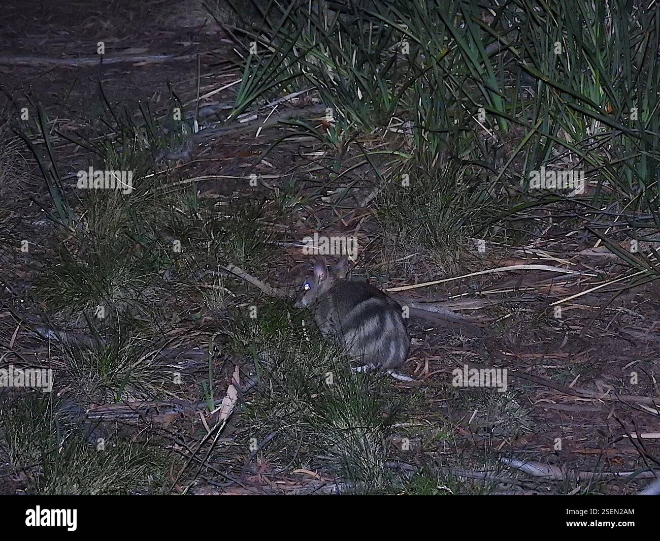 Eastern Barred Bandicoot (Perameles gunnii), Mammalia, Hobart TAS ...