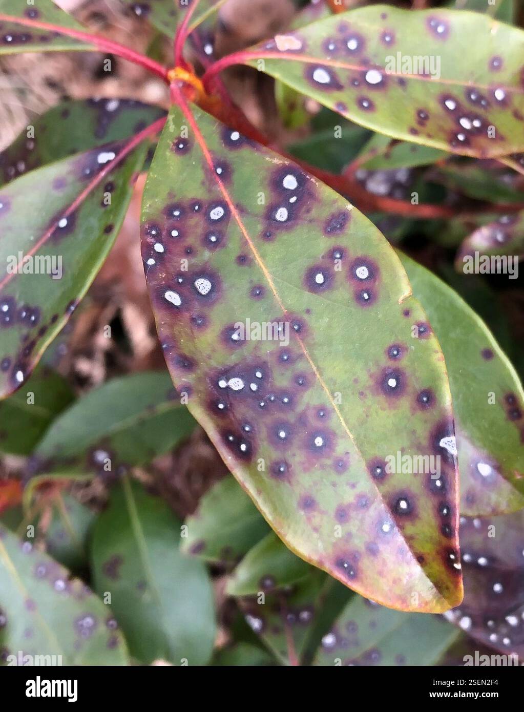 Mountain Laurel Leaf Spot (Mycosphaerella colorata), Fungi, Sheep ...