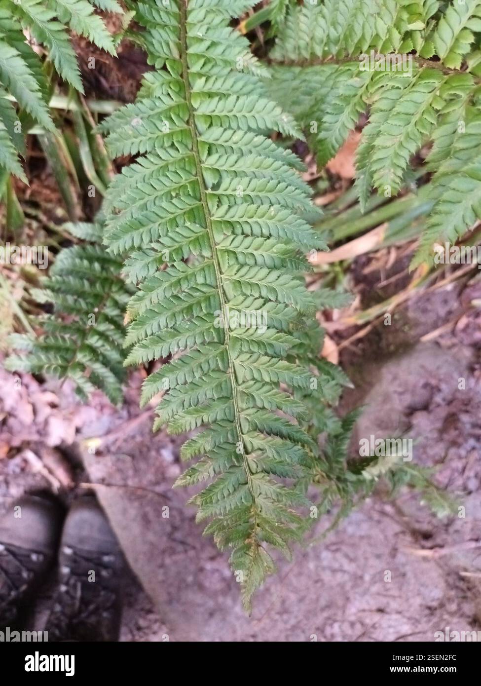 hard shield fern (Polystichum aculeatum), Plantae, Northumberland, UK ...