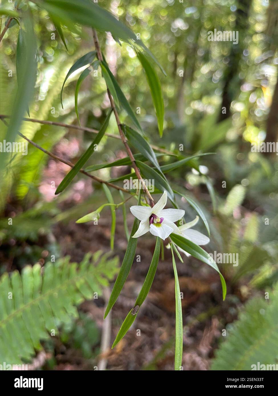 Winika (Dendrobium cunninghamii), Plantae, North Island, Hunua, Waikato ...
