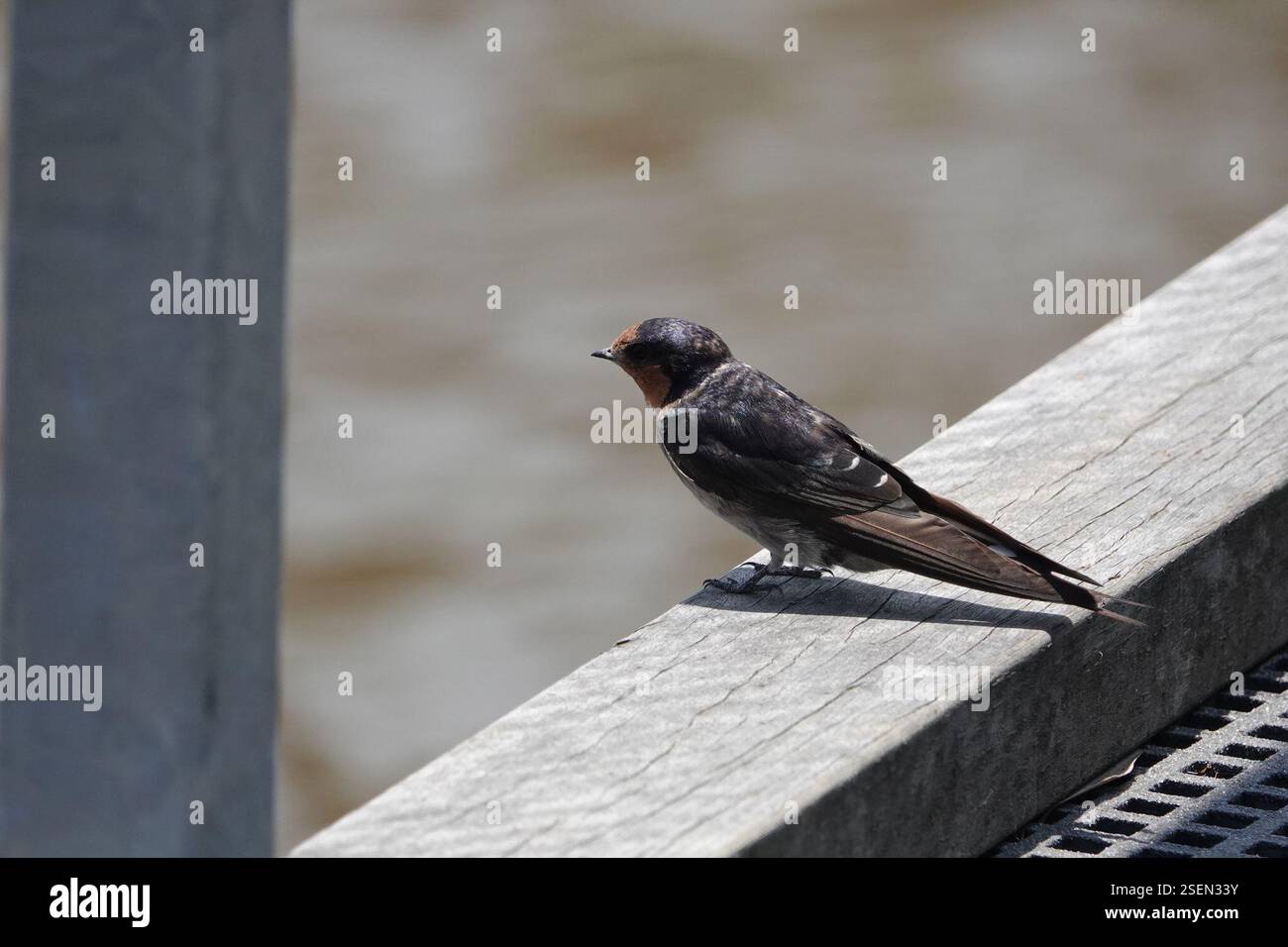 Welcome Swallow (Hirundo neoxena), Aves, Melbourne VIC, Australia Stock ...