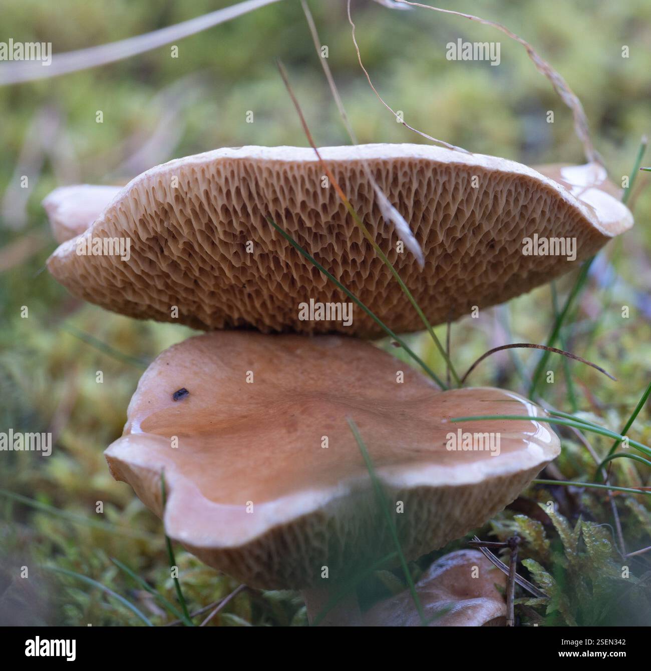 boletes and allies (Boletales), Fungi, Nacka, Stockholm, Sweden Stock ...