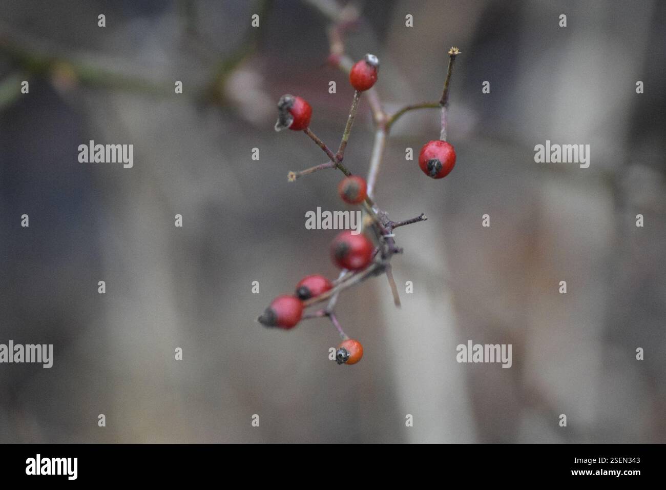 multiflora rose (Rosa multiflora), Plantae, Ingham County, MI, USA ...
