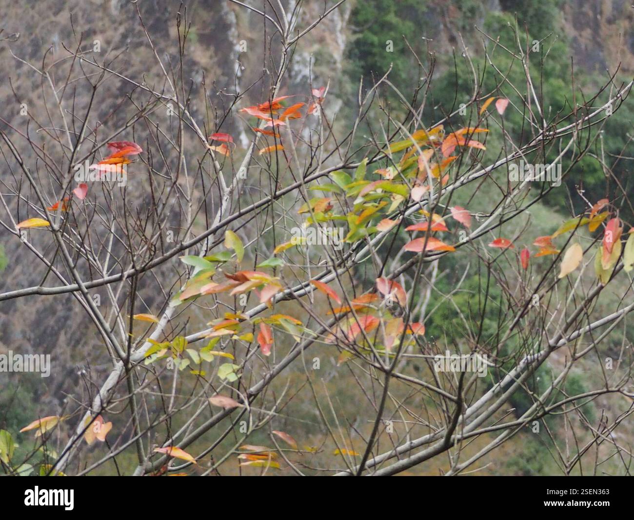 Mountain Tallow (Triadica cochinchinensis), Plantae, 台灣南投縣 Stock Photo ...