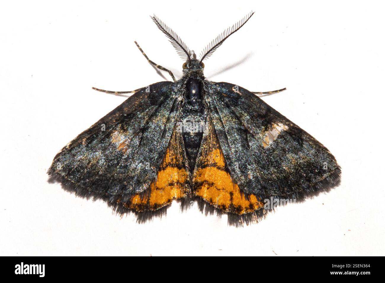 Creekbed Orange Underwing (Paranotoreas zopyra), Insecta, Southland ...