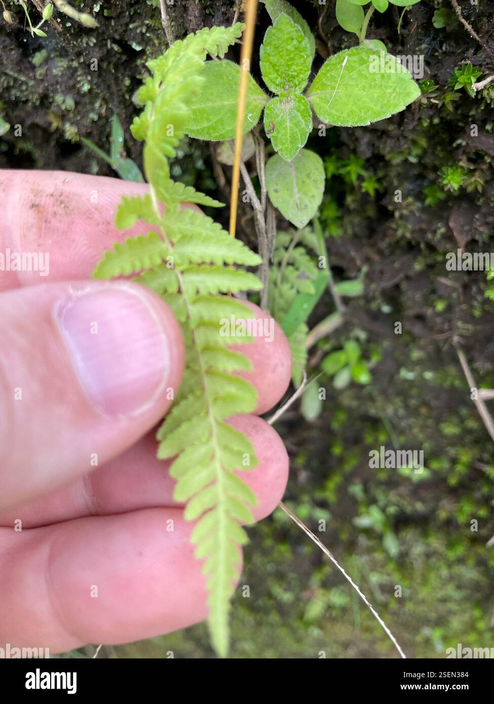 ferns (Polypodiopsida), Plantae, Salento, CO-QD, CO Stock Photo - Alamy