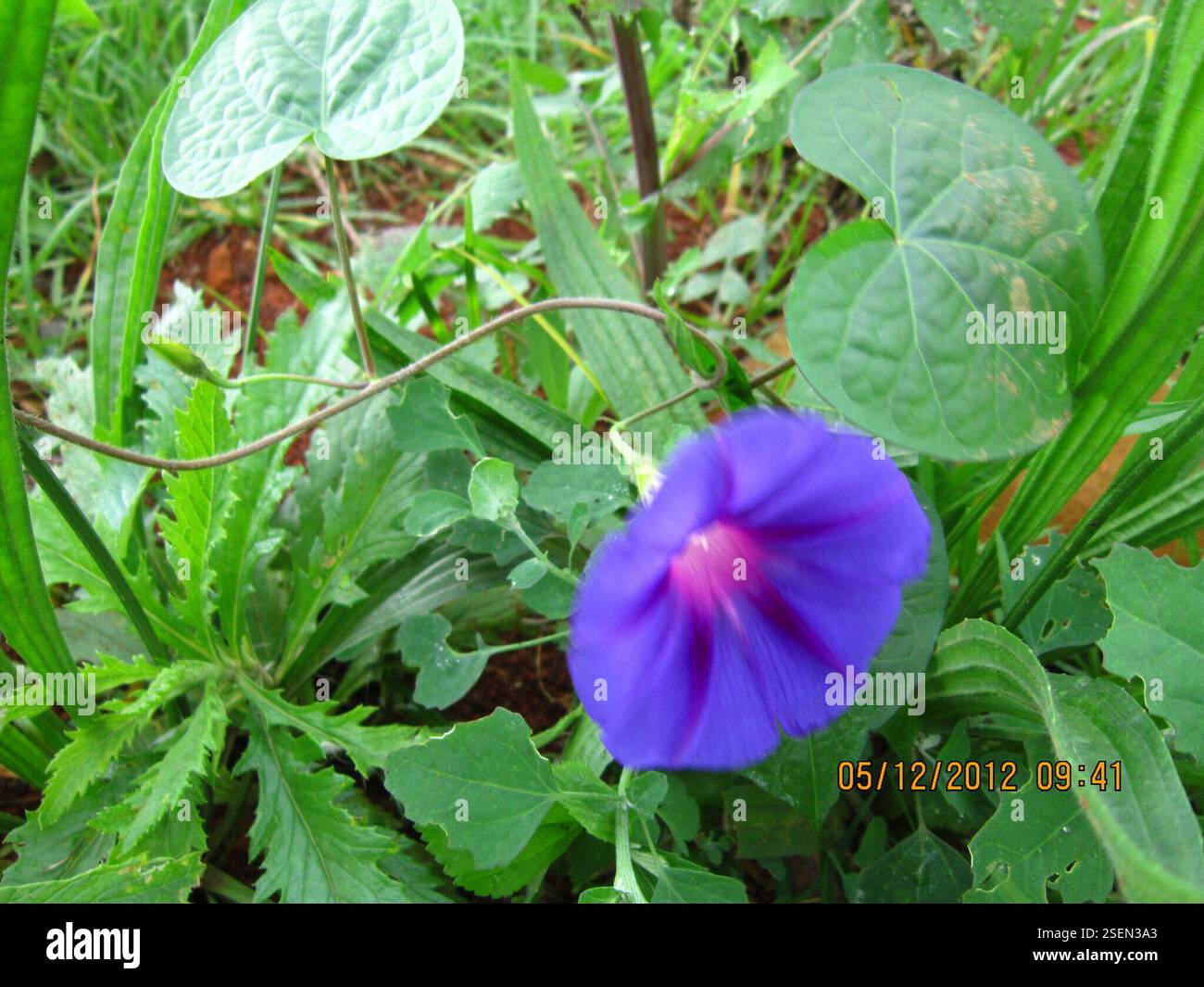 common morning-glory (Ipomoea purpurea), Plantae, uMgungundlovu ...