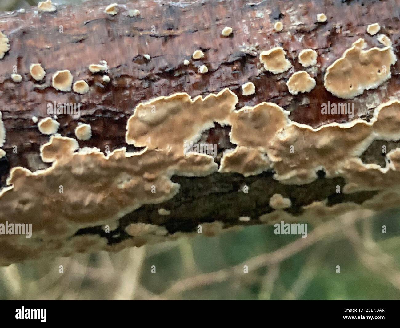 Broadleaf Bleeding-crust (Stereum rugosum), Fungi, W Temple Sheen ...